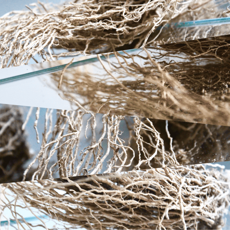 Olfactory Deconstruction: Vetiver – The Candy Perfume Boy